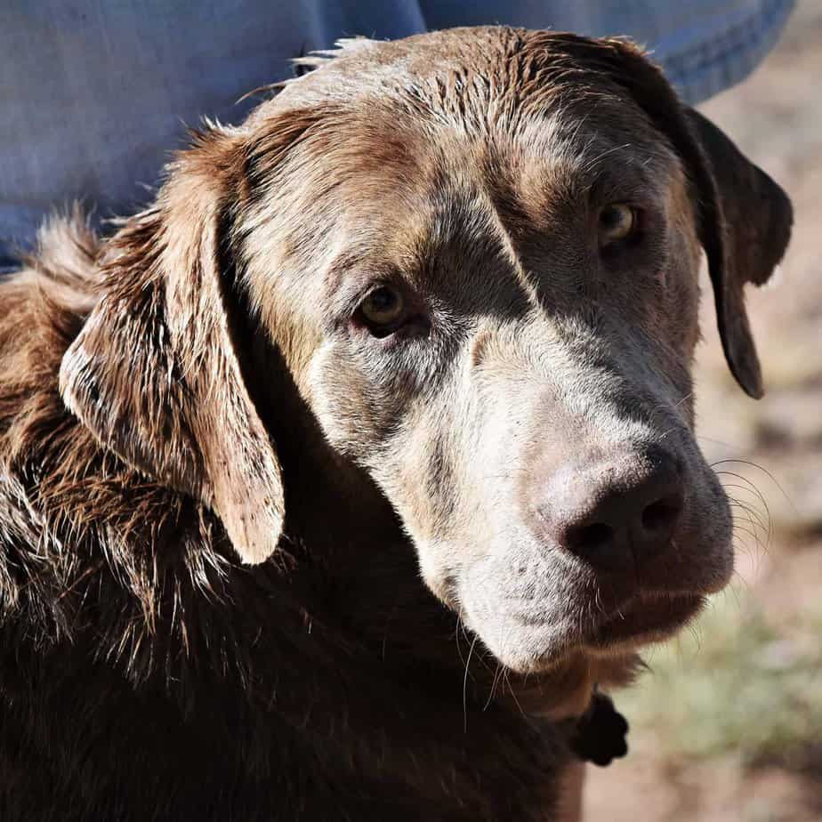 Jack – Argos, A Shelter Dog Rescue