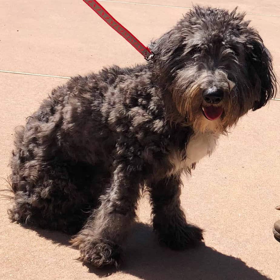 Oliver – Argos, A Shelter Dog Rescue