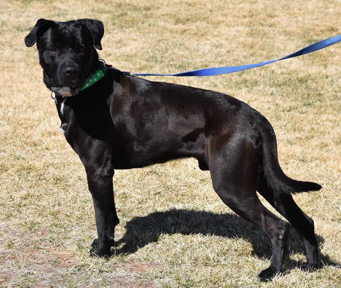 Eddie6 – Argos, A Shelter Dog Rescue