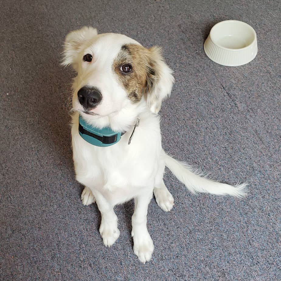 Angel – Argos, A Shelter Dog Rescue