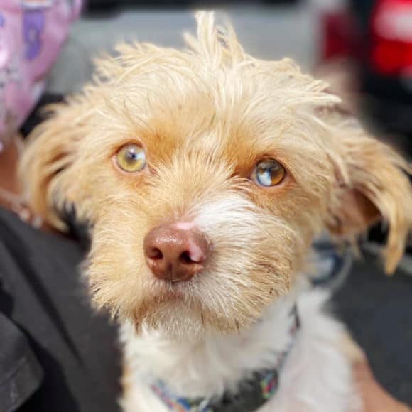 Teddy – Argos, A Shelter Dog Rescue