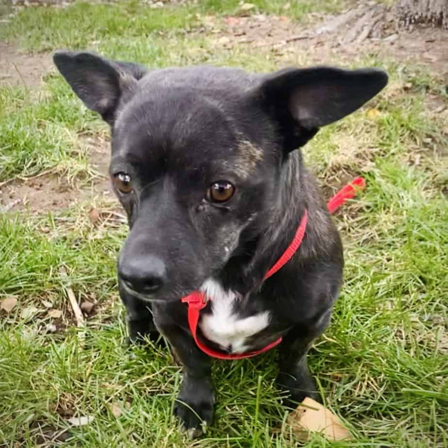 Ruby – Argos, A Shelter Dog Rescue