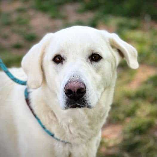 betsy – Argos, A Shelter Dog Rescue