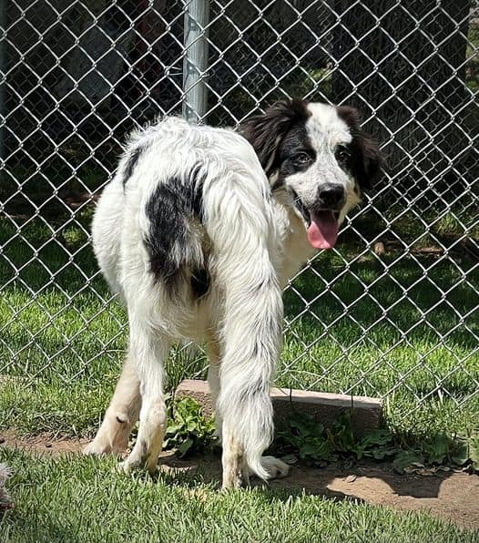 bill – Argos, A Shelter Dog Rescue