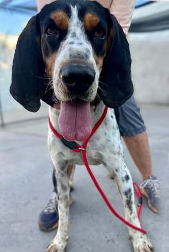 Virgil – Argos, A Shelter Dog Rescue