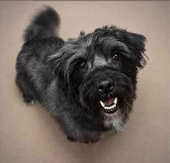 Hank – Argos, A Shelter Dog Rescue